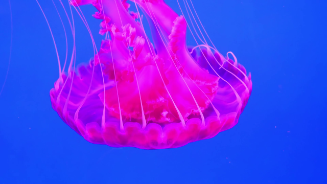 استوک فوتیج : عروس دریایی 40053 Slow Motion, Big Pink Medusa Swims ...