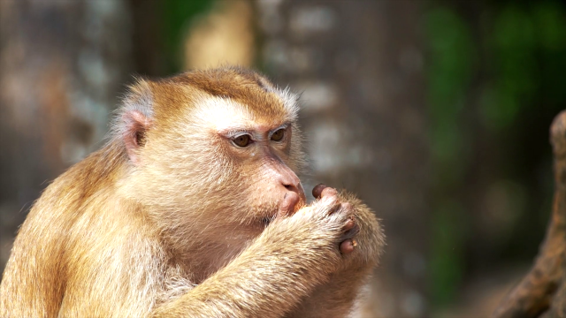 استوک فوتیج : میمون در حال خوردن چیپس 40709 Monkey Eating Potato Chips ...