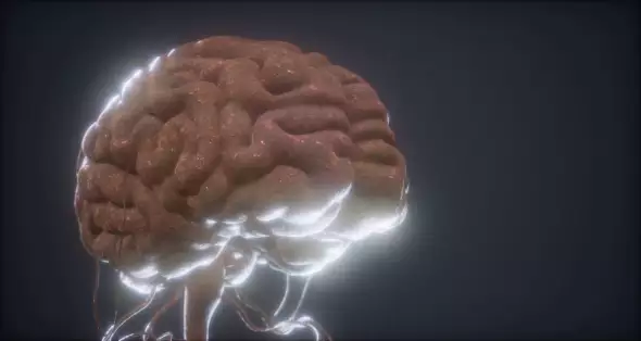 فوتیج موشن گرافیک مغز انسان 37286 Animated Model Of Human Brain - مزرعه فوتیج
