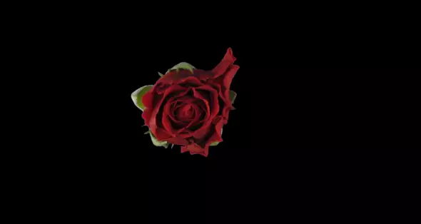 فوتیج آلفا گل رز 16220 Time-lapse Of Opening Red El Toro Rose 9b1 With ...