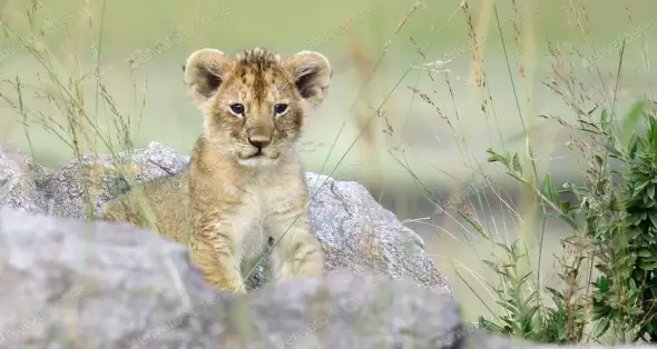 عکس بچه شیر 33186 Lion Cub مزرعه فوتیج