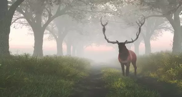 فوتیج گوزن در جاده 42901 Deer On A Road مزرعه فوتیج